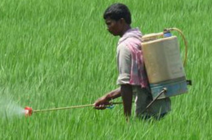 Pestisida Pertanian Bisa Turunkan Fungsi Paru-Paru Anak - National ...