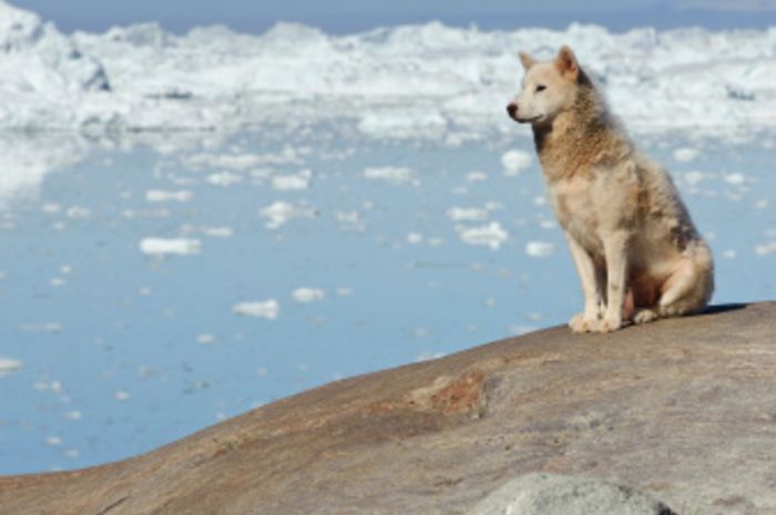 Hulu Gletser Greenland Berpindah - National Geographic