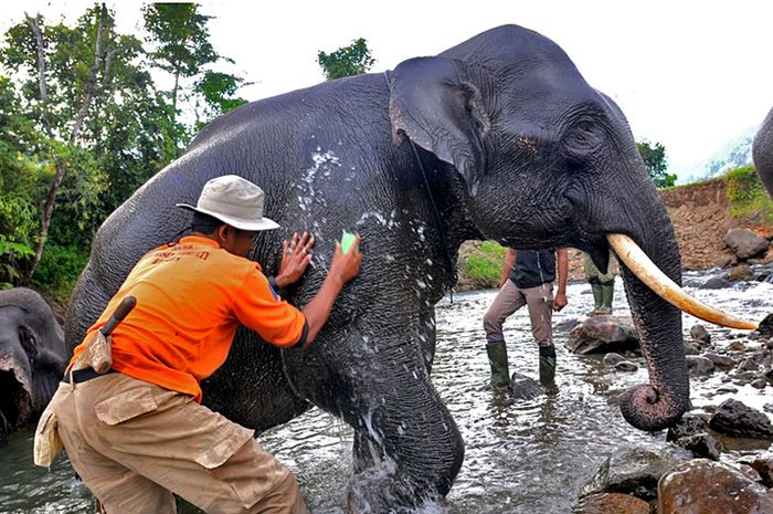 Memandikan Gajah - National Geographic
