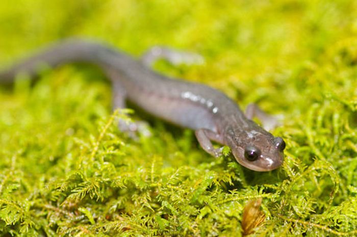 Habitat Hangat Ciutkan Salamander - National Geographic