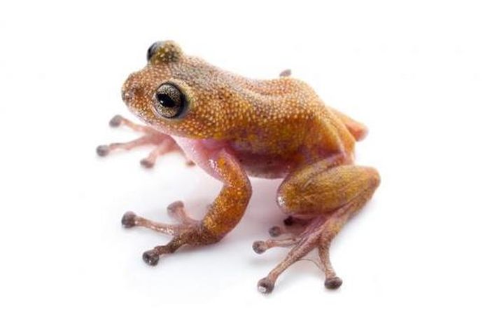 Katak yang Baru Ditemukan Ini Berkulit Seperti Ampelas - National ...