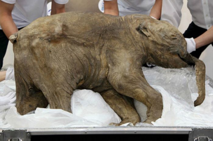 Fosil Bayi Mamut Paling Awet Dipajang di Museum London - National ...