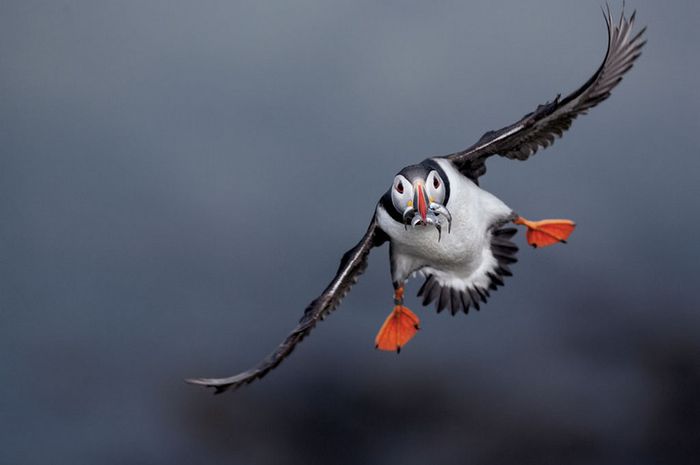 Tarian Puffin - National Geographic