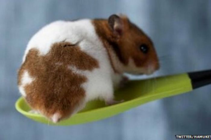 Tren Orang Jepang Saat Ini: Foto Bokong Hamster - National Geographic