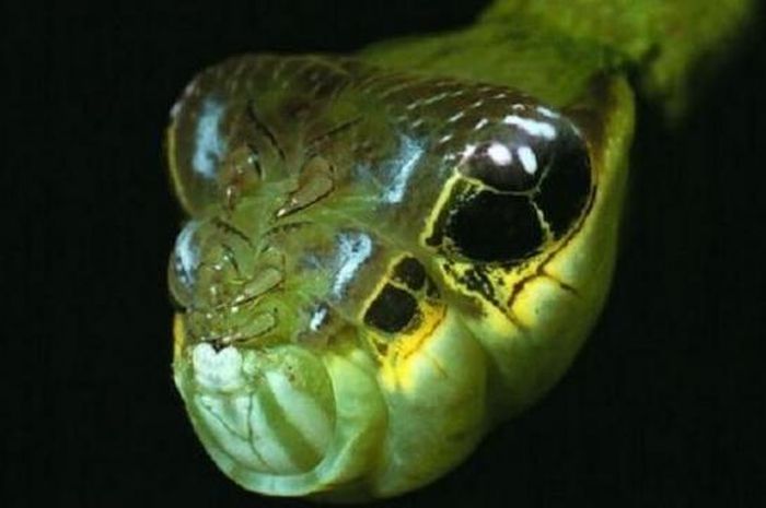 Lihatlah, Makhluk Ini Ulat Ataukah Ular? - National Geographic