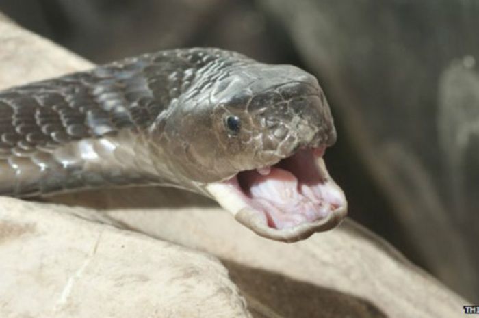 Pertolongan Pertama Saat Digigit Ular - National Geographic