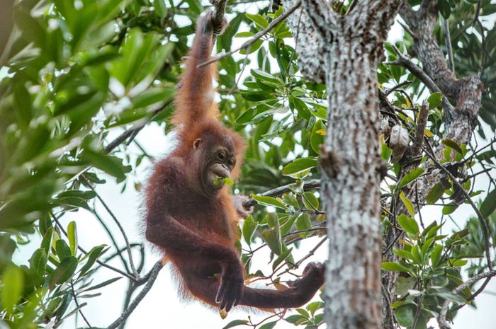 Pembukaan Lahan Kelapa Sawit, Orangutan Terancam - National Geographic