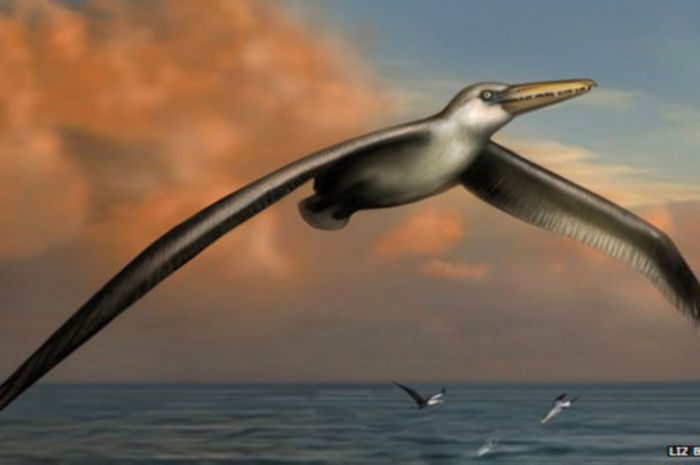 Inilah Spesies Burung Terbesar di Dunia Jutaan Tahun Lampau - National ...