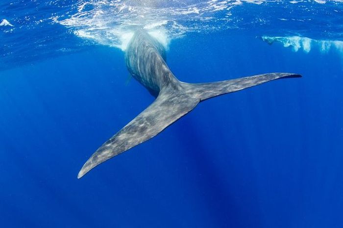 Dunia Hewan: Deretan Binatang Terbesar di Dunia yang Masih Hidup ...