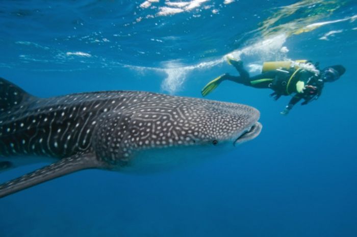 Fosil Ikan Bermulut Besar Ditemukan di Colorado - National Geographic Fosil Ikan Bermulut Besar Ditemukan di Colorado - National Geographic