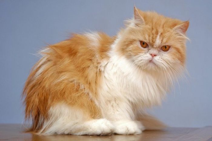 Alasan Dibalik Kebencian Kucing pada Air - National Geographic