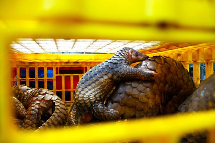 Fakta Menarik Trenggiling - National Geographic