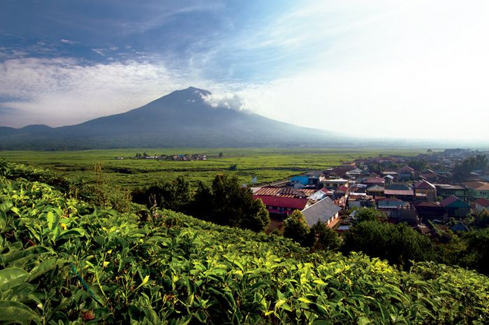 Perkebunan di Kaki Gunung Api - National Geographic