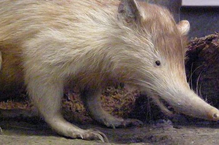 Sejenis Tikus Raksasa Berbisa Ditemukan di Kalimantan Timur - National ...