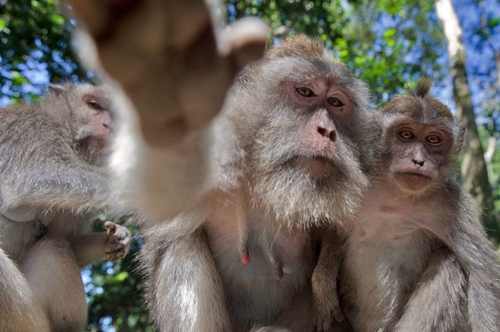 Pengadilan AS Tolak Gugatan Hak Cipta Monyet 'Selfie' Sulawesi ...