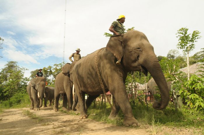 Peran Penting Tubuh Gajah yang Besar Bagi Alam - National Geographic