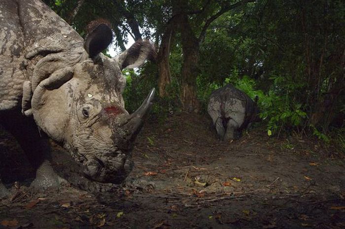 Benarkah Badak Diambang Kepunahan? - National Geographic