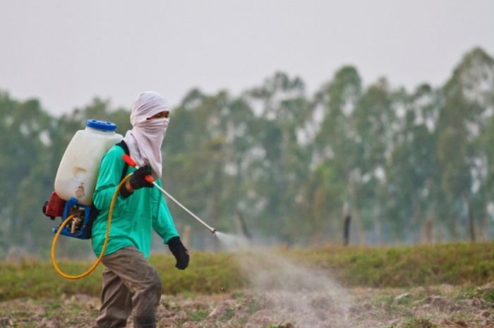 Pestisida, Berbahaya dan Sekaligus Menjadi Candu Bagi Lebah Madu ...