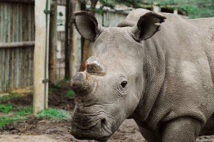 Di Dunia, Populasi Badak Putih Utara Tinggal Enam Ekor - National ...