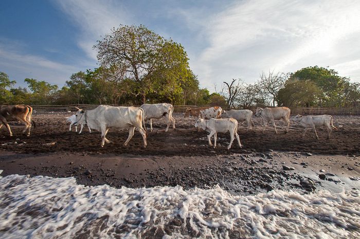 Apakah Benar Menyantap Daging Sapi Mempercepat Perubahan Iklim ...