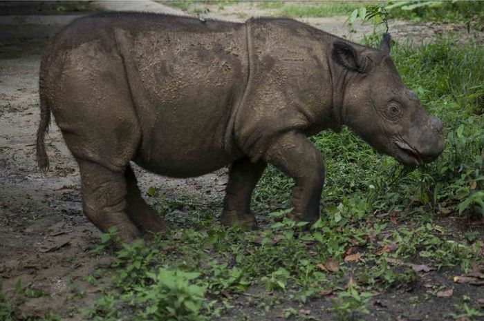 Ingin Tahu Pengalaman Berjumpa Anak Badak Sumatra? - National Geographic