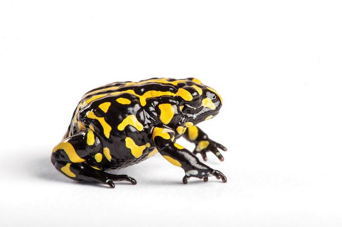 Bagaimana Katak Jantan Merayu Sang Betina? - National Geographic Bagaimana Katak Jantan Merayu Sang Betina? - National Geographic