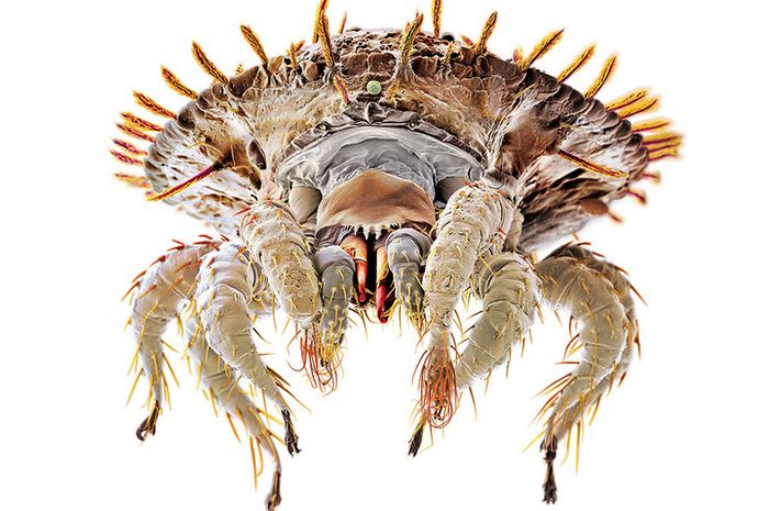 Tungau nan Tangguh - National Geographic