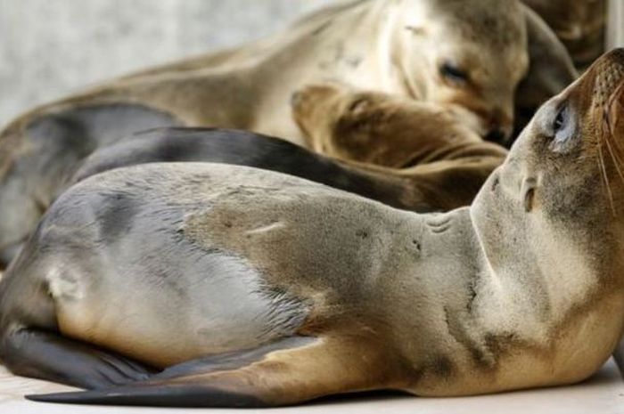 Perairan Pasifik Menghangat, Singa Laut Terdampar di California ...