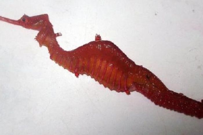 Ditemukan Naga Laut Nan Cantik - National Geographic