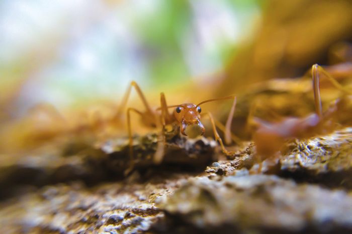 Layaknya Buldoser, Inilah Kekuatan Semut Api - National Geographic
