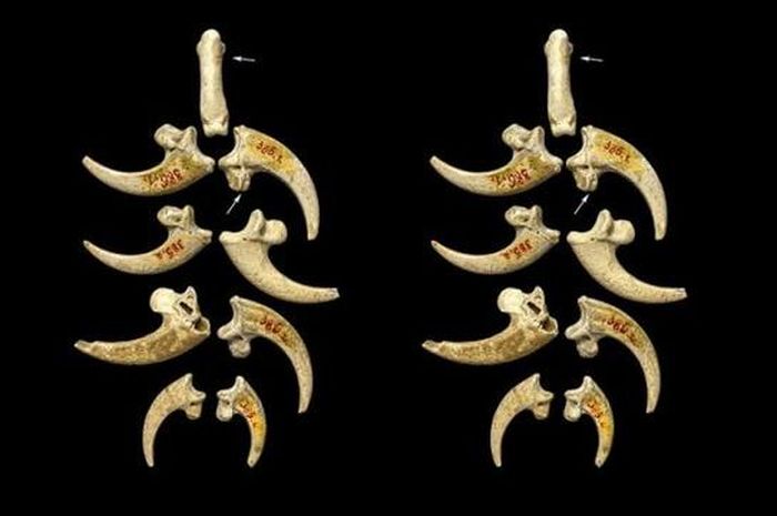 Perhiasan dengan Cakar Elang, Keunikan Manusia Neanderthal - National ...