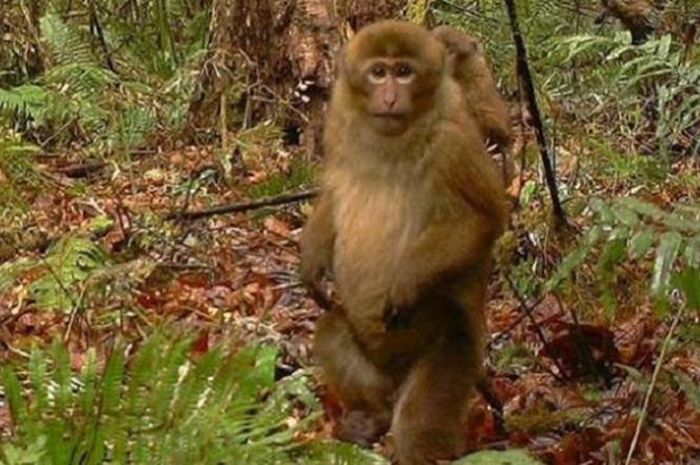 Macaca leucogenys Monyet Berpenis Bulat - National Geographic