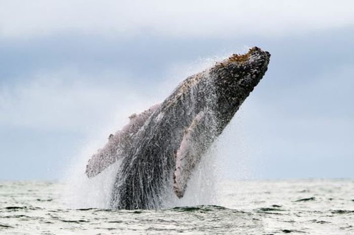 Islandia dan Pemburuan Paus - National Geographic