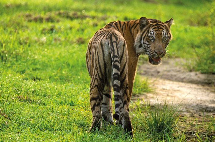 Lenggok Raja Rimba - National Geographic