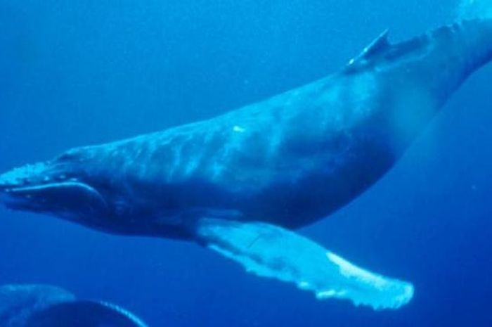 Ini Alasan Mengapa Paus Rorquals Berukuran Raksasa - National Geographic