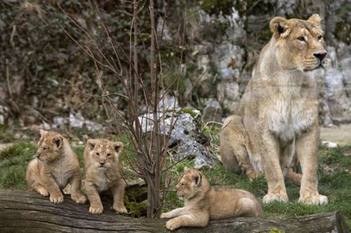 Penghitungan Singa Asiatik yang Terancam Punah - National Geographic
