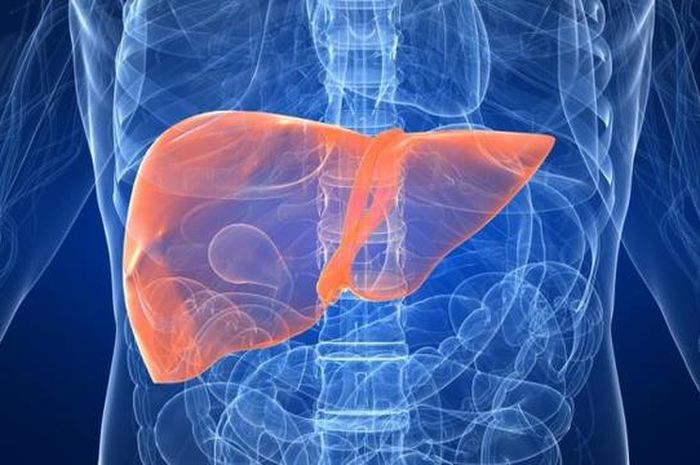 Bagian Hati dan Fungsinya, Salah Satu Organ Tubuh Paling Vital - Semua ...