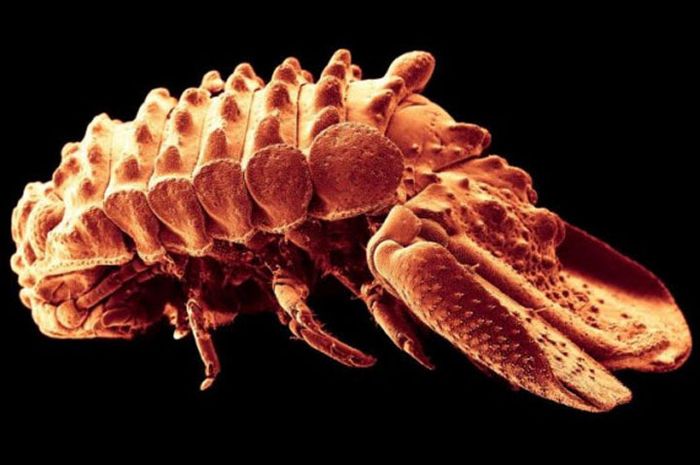 Penemuan Spesies Kutu Laut Terbaru - National Geographic