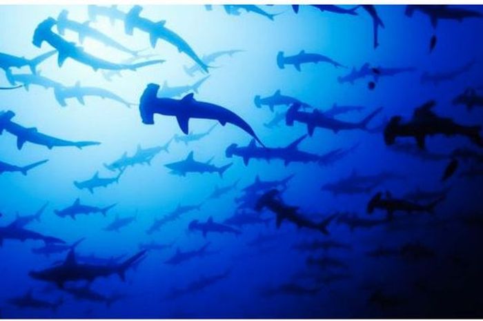 Keberagaman Hiu dan Pari - National Geographic