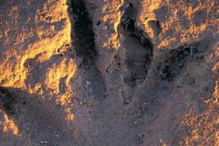 Mau Lihat Jejak Dinosaurus yang Asli? Di Sini Tempatnya... - National ...