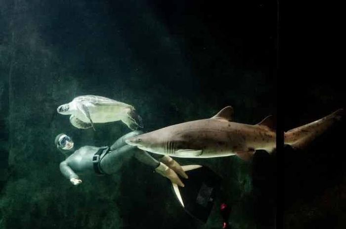 Kiat Menguasai Pernapasan dari Penyelam Hanli Prinsloo - National ...