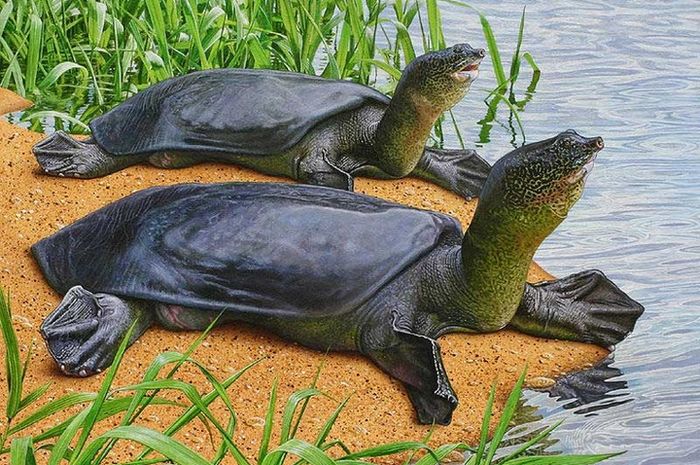 Labi-labi Raksasa Yangtze Betina Terakhir di Dunia Akan Segera Bertelur ...