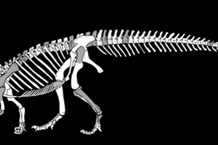 Peneliti Temukan Fosil Dinosaurus Bernama Sefapanosaurus - National ... Peneliti Temukan Fosil Dinosaurus Bernama Sefapanosaurus - National ...