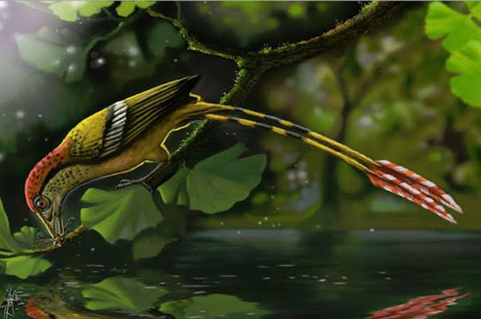 Fosil Burung Purba Berekor Panah Ditemukan di Brazil - National Geographic