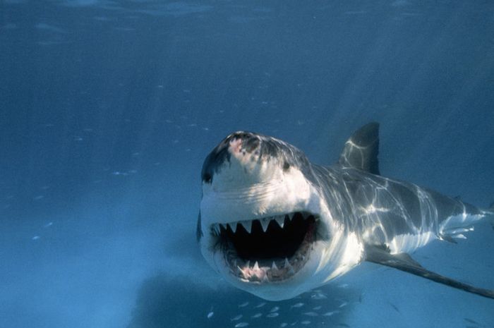 Hiu Miliki Kepribadian Berbeda Satu Sama Lain - National Geographic