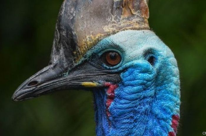 Kasuari, Burung Terbuas di Dunia Dipelihara Manusia 18.000 Tahun Lalu ...