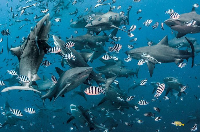 Hiu Banteng Fiji - National Geographic