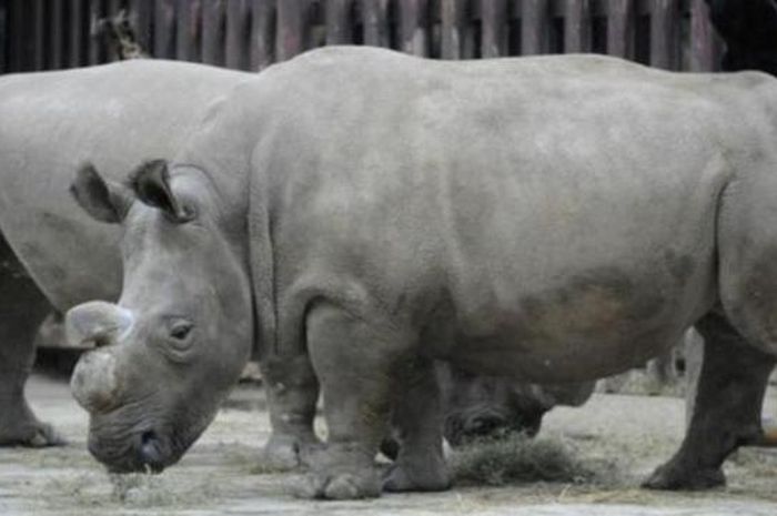 Badak Putih Utara Kini Hanya Tersisa 4 Ekor di Seluruh Dunia - National ...
