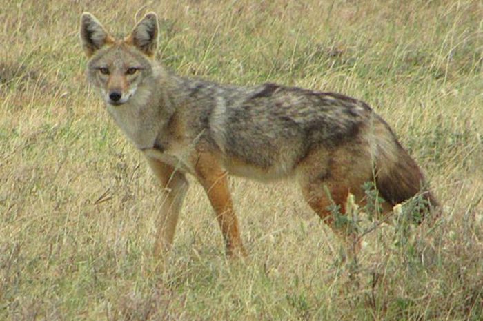 Terungkap, Spesies Jakal Afrika dan Eurasia Ternyata Berbeda - National ...