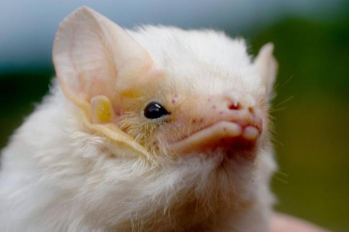 Mengapa Kita Perlu Melindungi Microbat? - National Geographic